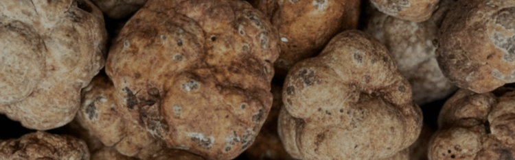 Fresh Truffles USA | Big Selection & Next-Day Delivery | Truffle Cart